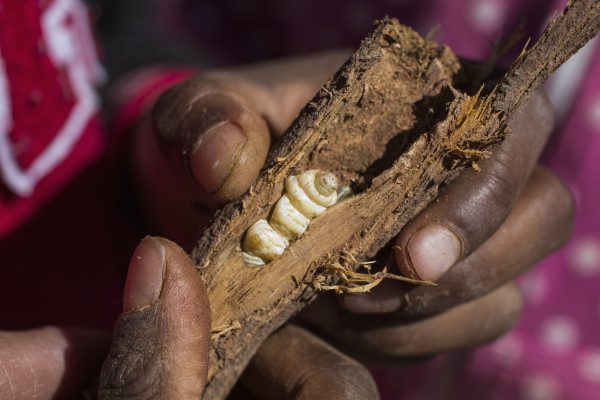 BUSH TUCKER - NATIVE AUSTRALIAN FOODS - Inspiring Journeys
