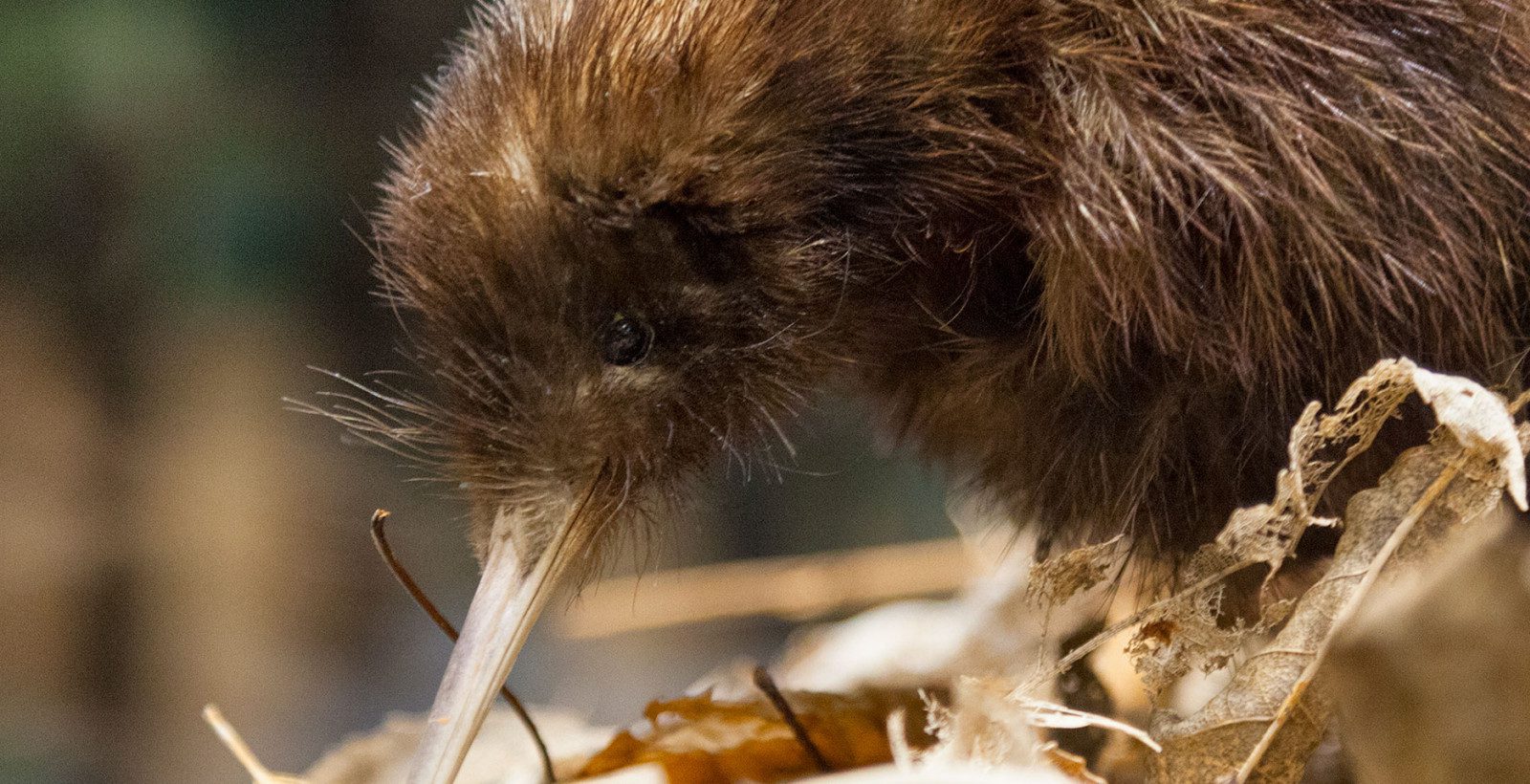 NEW ZEALAND KIWI BIRD FACTS - Inspiring Journeys