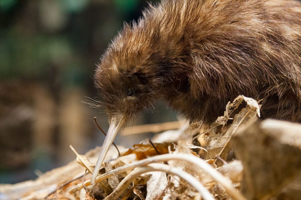 NEW ZEALAND KIWI BIRD FACTS - Inspiring Journeys